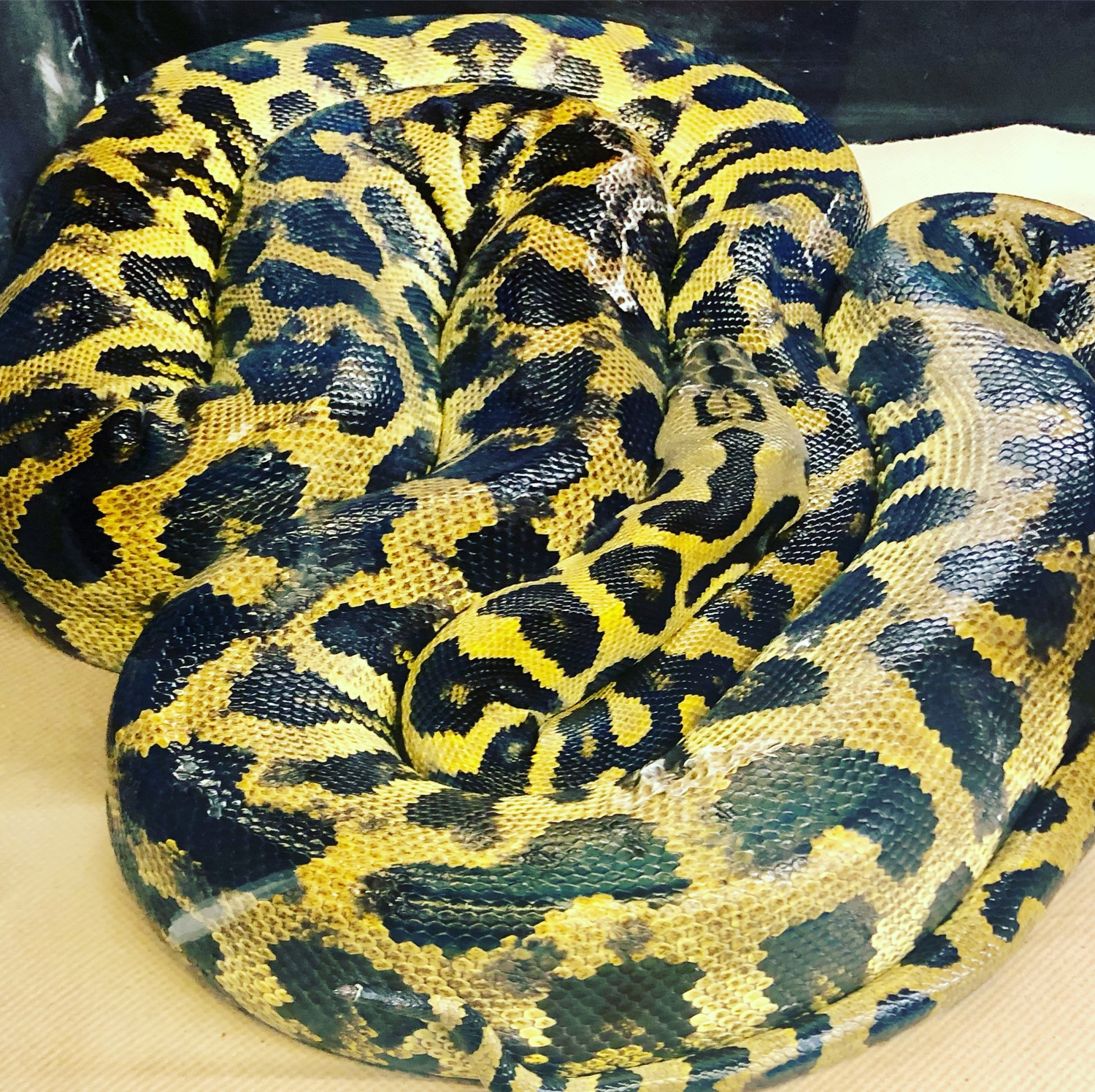 2015 Bat Eater Burmese Python by Ultimate constrictors - MorphMarket