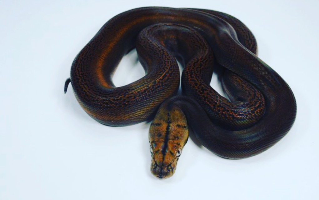 Goldenchild Het OGS 25% SD Reticulated Python by Ultimate constrictors ...