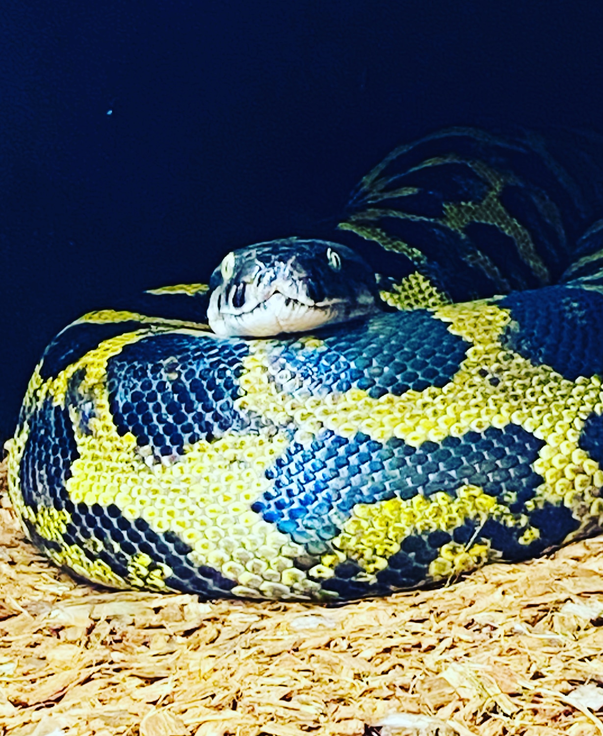 Bat Eater Reticulated Python by Ultimate constrictors - MorphMarket