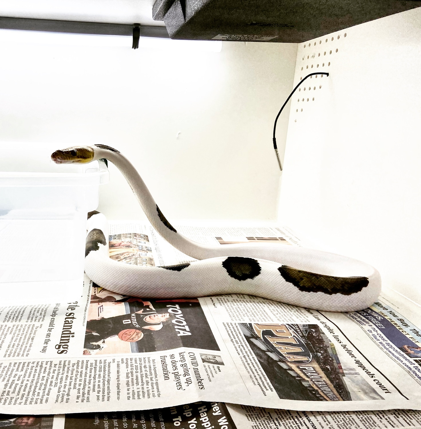 High White Pied Reticulated Python by Ultimate constrictors - MorphMarket