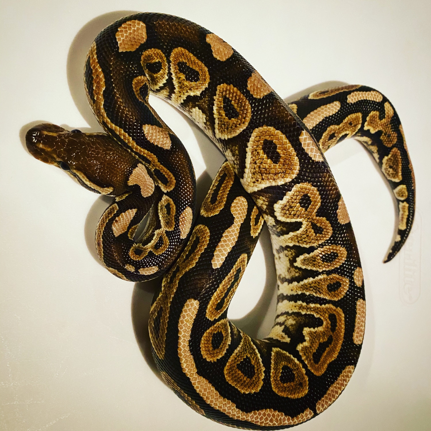 Cinnamon Double Het Ghost Clown Ball Python by Apocalyptic Morphs ...
