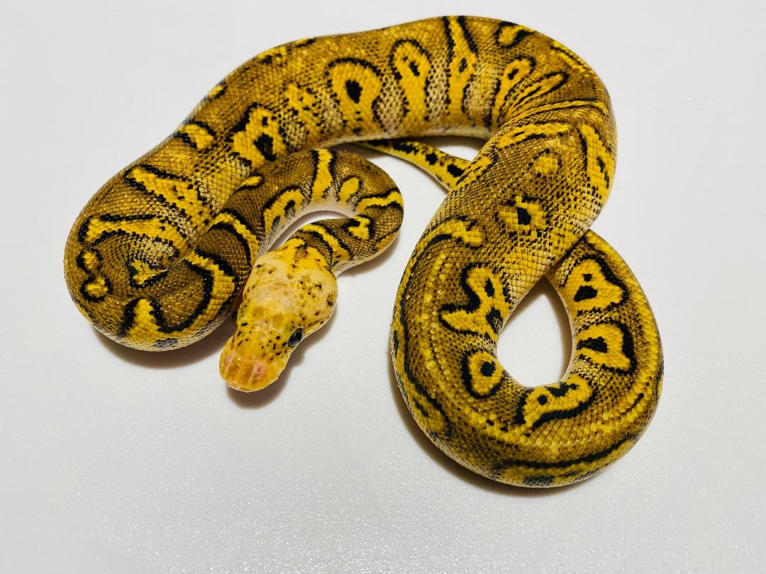 Orange Dream Pastel Stranger Clown Ball Python by Apocalyptic Morphs ...