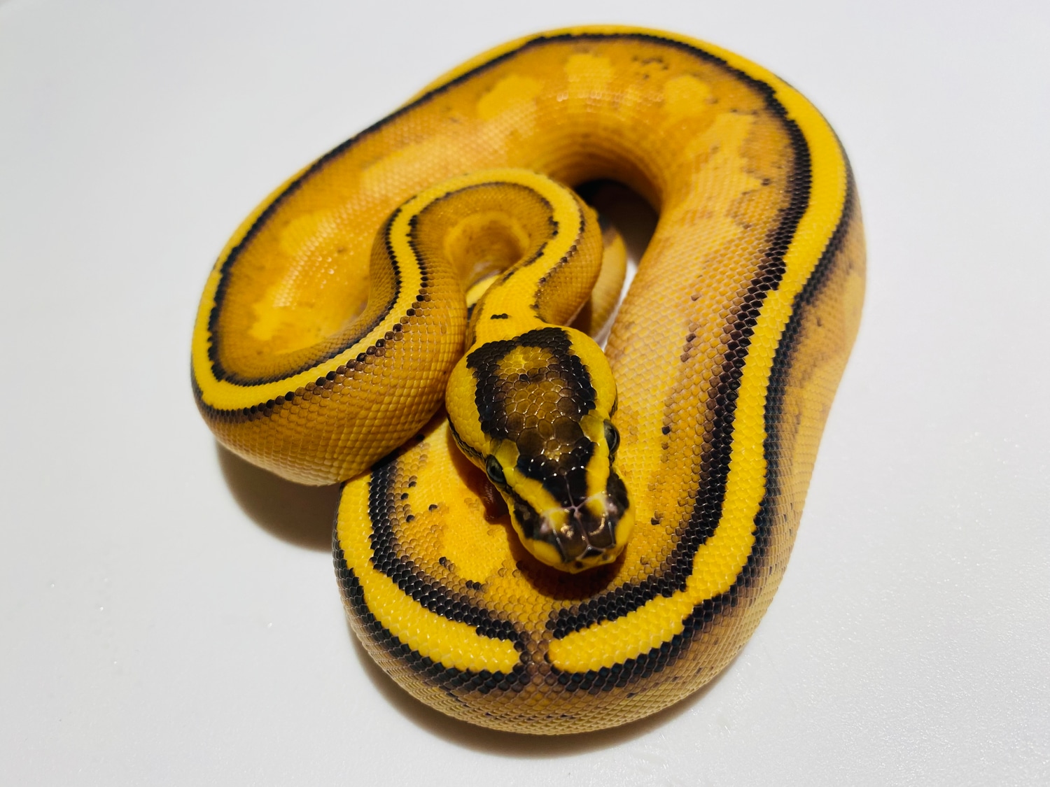 Orange Dream Superstripe Ball Python by Apocalyptic Morphs - MorphMarket