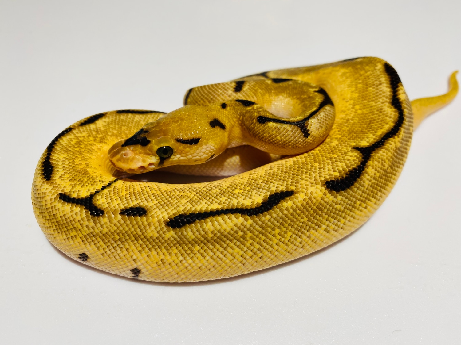 High Intensity Orange Dream Spider Clown Ball Python by Apocalyptic ...