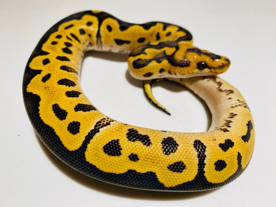 Harlequin Desert Ghost Clown Ball Python by Apocalyptic Morphs