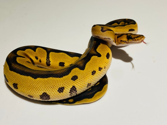 Orange Dream Special Clown Ball Python by Apocalyptic Morphs
