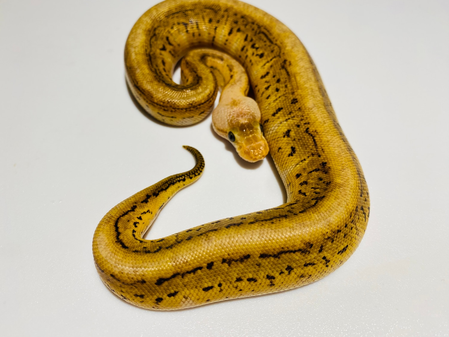 Pastel Pinstripe Harlequin Het DG Het Clown Ball Python by Apocalyptic ...