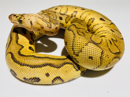 Orange Dream Pastel Special (Poss Red Stripe) Clown Ball Python by ...