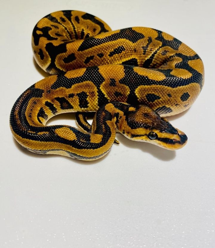 Harlequin DH Desert Ghost Clown Ball Python by Apocalyptic Morphs - MorphMarket