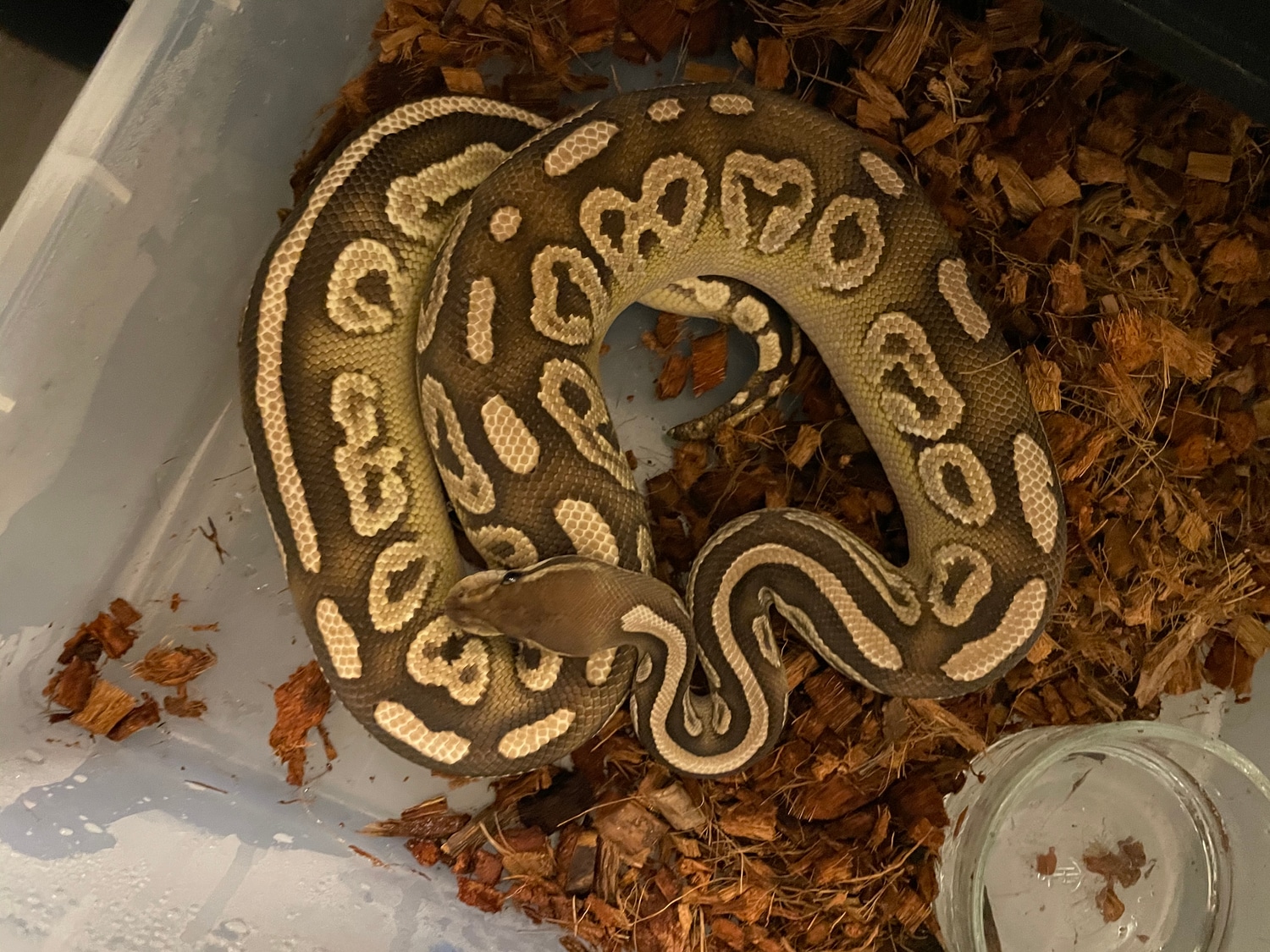 Black Pastel Mojave Ball Python by Ellipsis Exotics - MorphMarket
