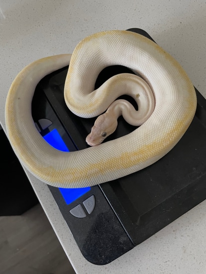 Pastel Super GHI Crystal Ball Python by Ellipsis Exotics