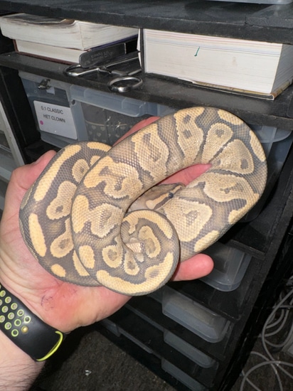 Fire Hypo Ball Python by British Ballz