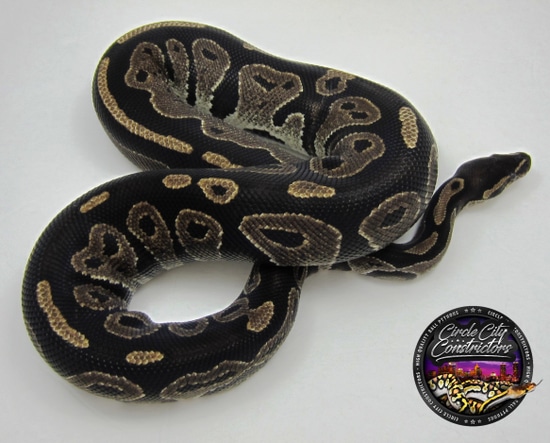 Black Head Ringer Gene Ball Python by Circle City Constrictors