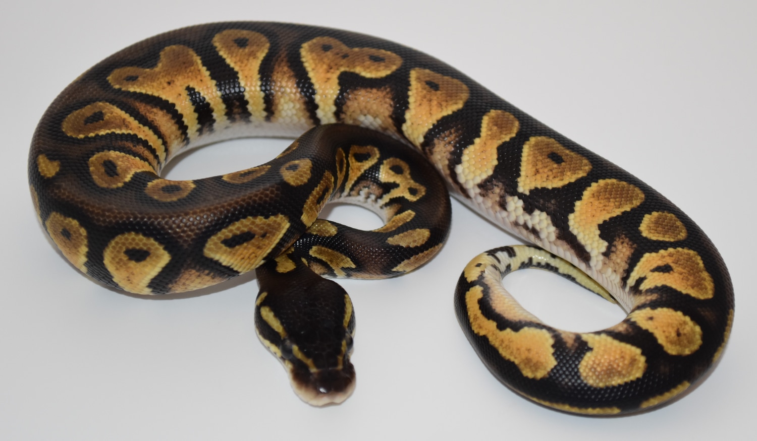 Black Head Pastel Pos Red Gene Ball Python by Circle City Constrictors ...