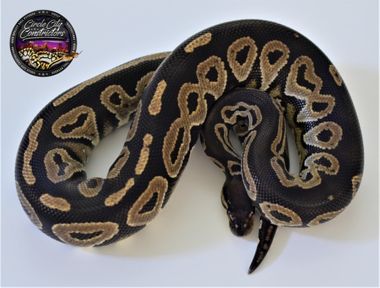 Black Head Het Red Axanthic Ball Python by Circle City Constrictors