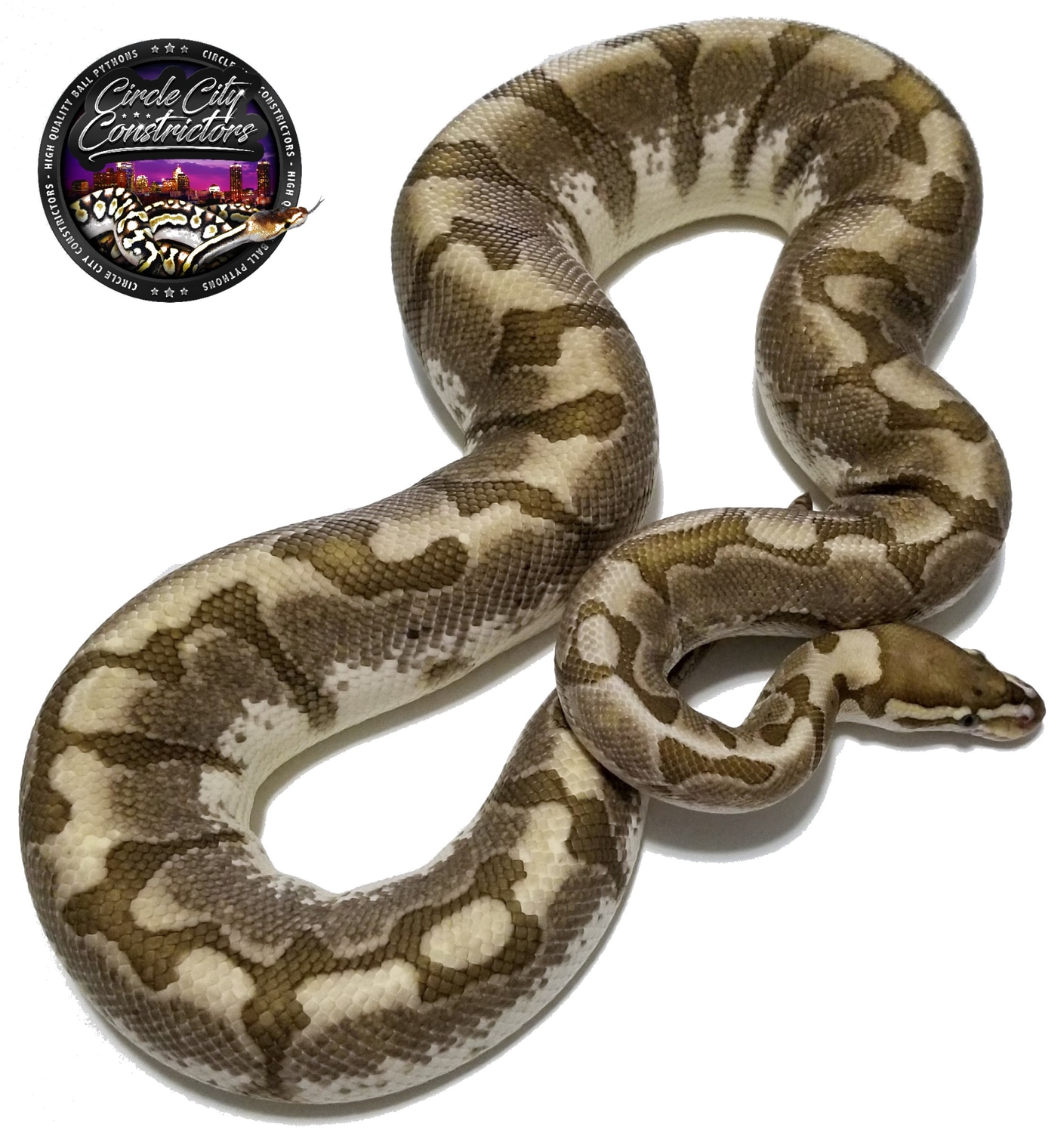Bamboo Enchi PB Ball Python by Circle City Constrictors - MorphMarket