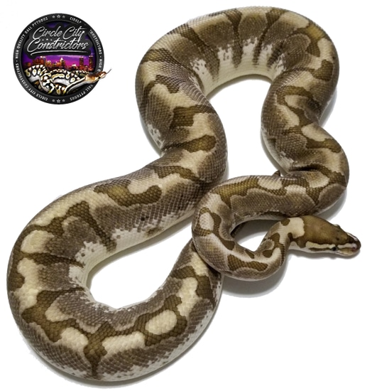Bamboo Enchi PB Ball Python by Circle City Constrictors