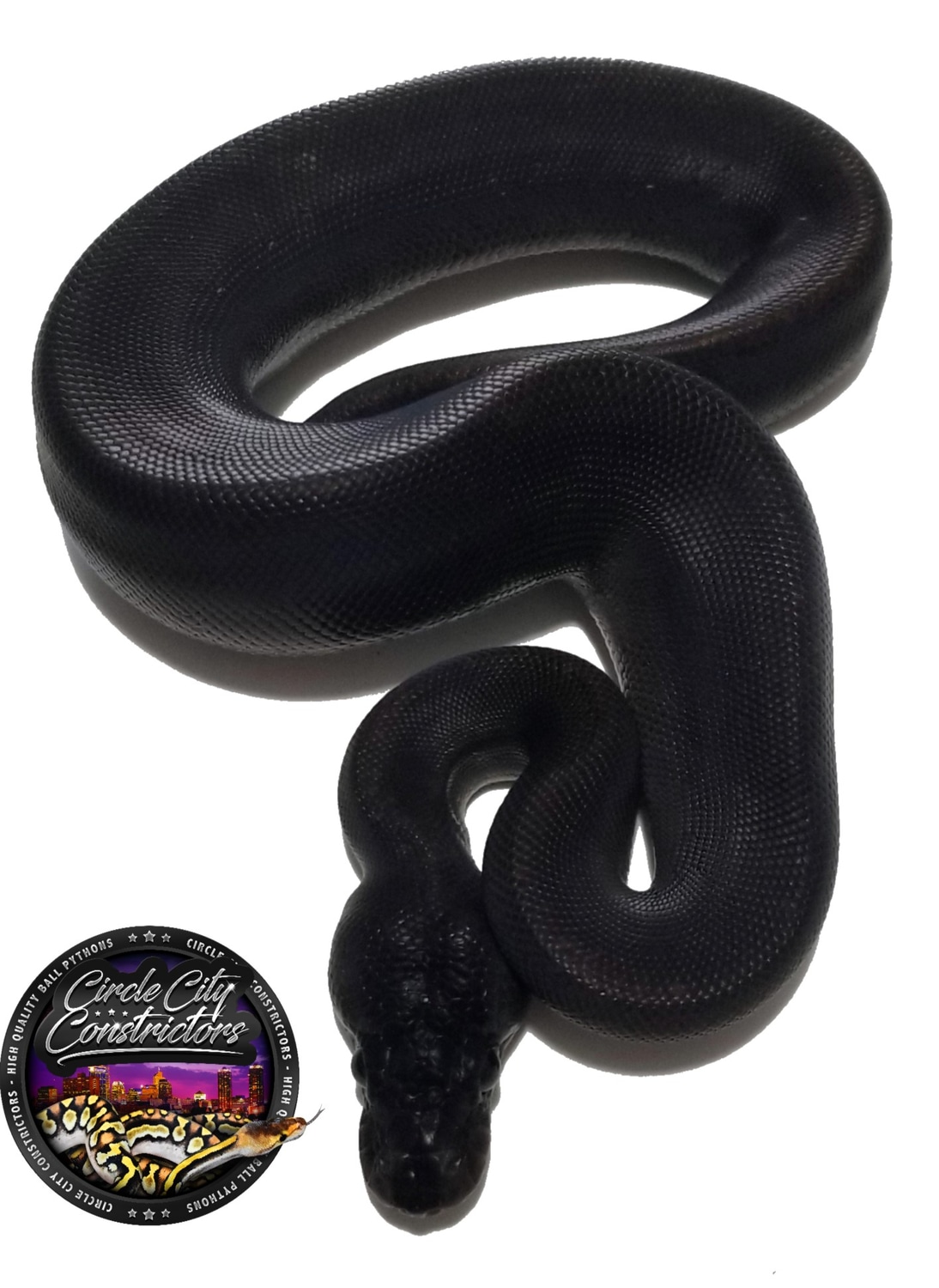 Abyss (Suma GHI) Ball Python by Circle City Constrictors - MorphMarket