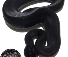 Abyss (Suma GHI) Ball Python by Circle City Constrictors - MorphMarket