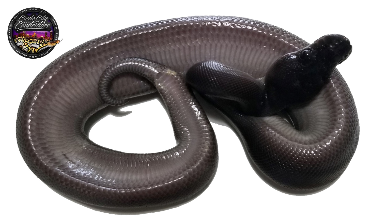 Abyss (Suma GHI) Ball Python by Circle City Constrictors - MorphMarket