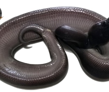 Abyss (Suma GHI) Ball Python by Circle City Constrictors - MorphMarket