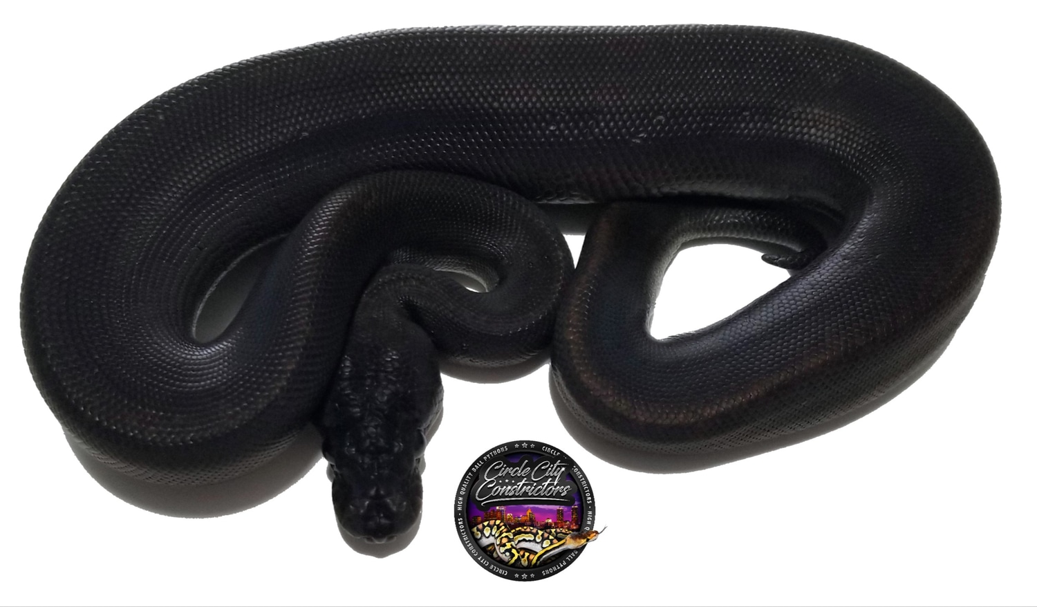 Abyss (Suma GHI) Ball Python by Circle City Constrictors - MorphMarket