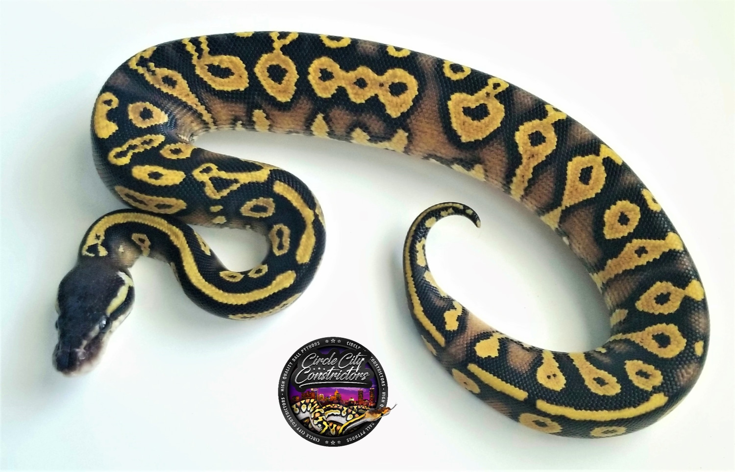 Black Head Pastel Yellow Bellly Pos Red Gene Ball Python by Circle City ...