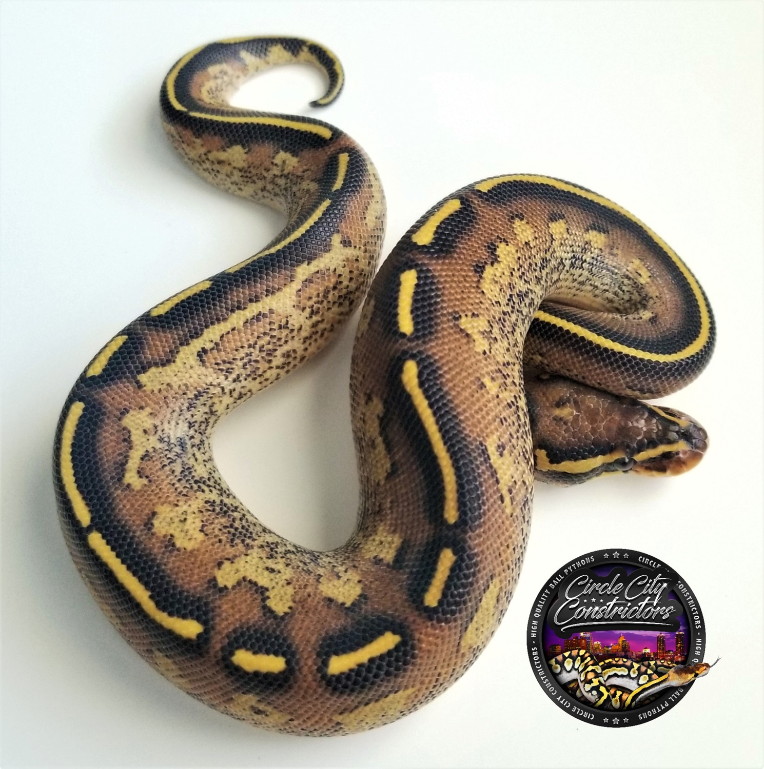 Freeway Ball Python by Circle City Constrictors - MorphMarket