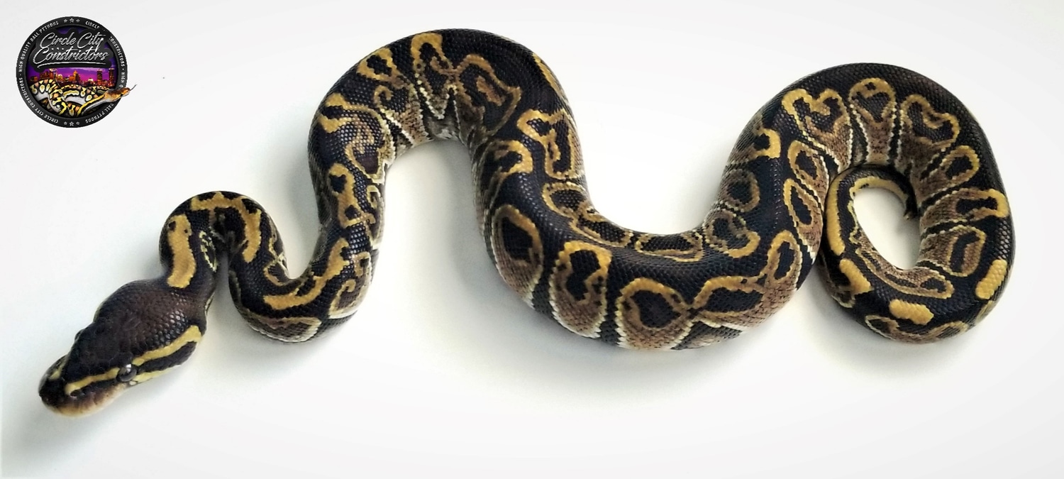Hurricane Ball Python by Circle City Constrictors - MorphMarket