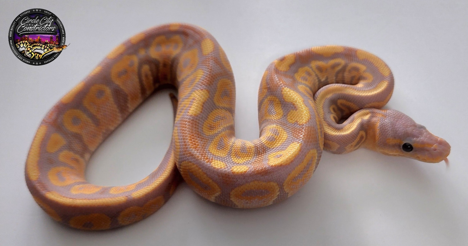 Banana Mahogany Female Ball Python by Circle City Constrictors ...