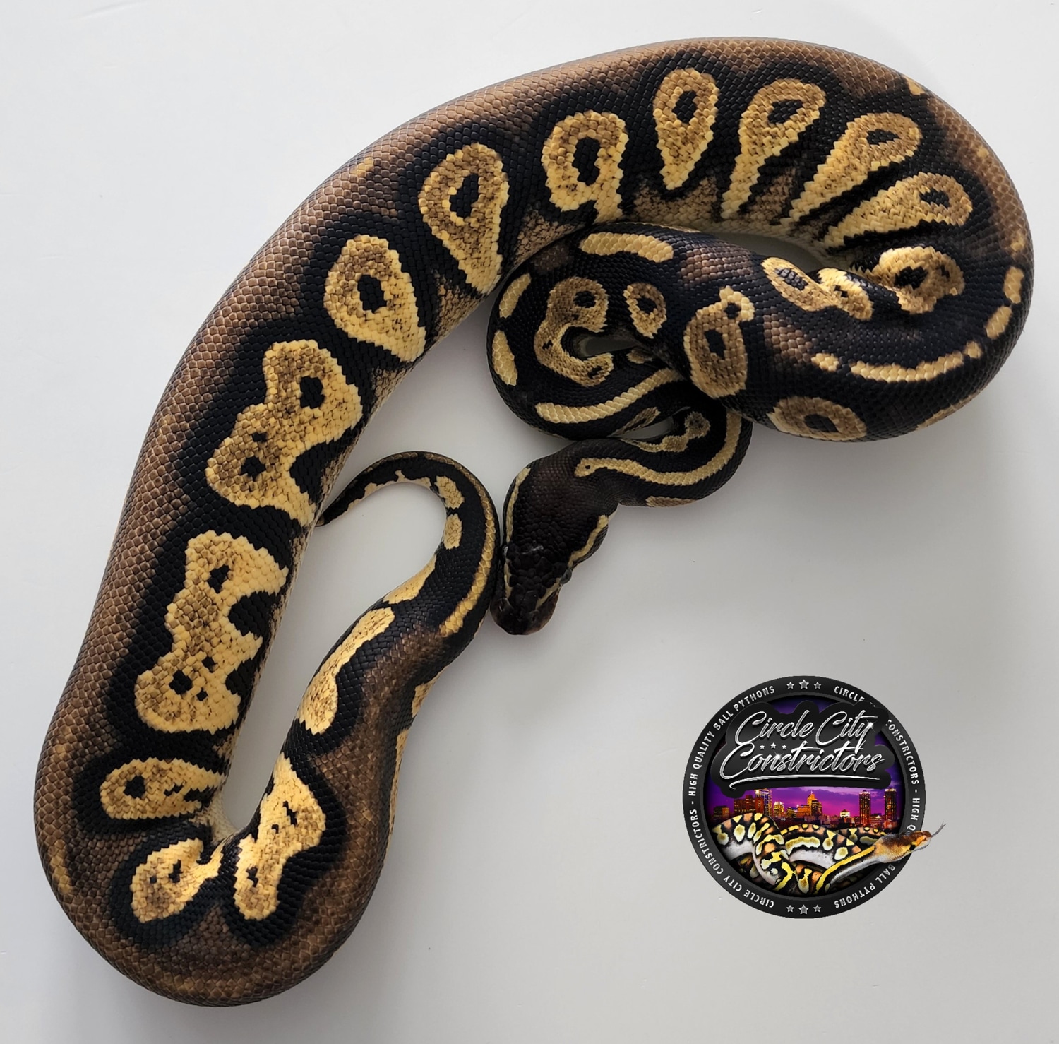 Super Black Head Pastel Het Hypo Ball Python by Circle City ...