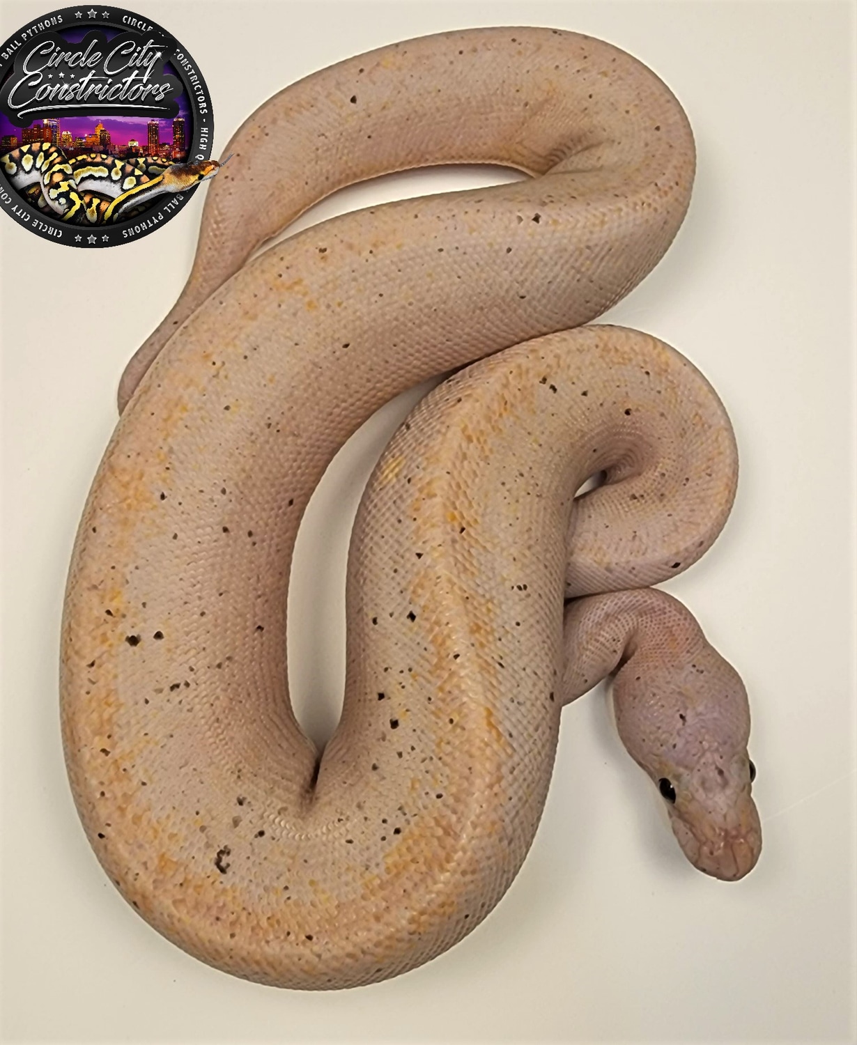 Banana Suma Female Ball Python by Circle City Constrictors - MorphMarket