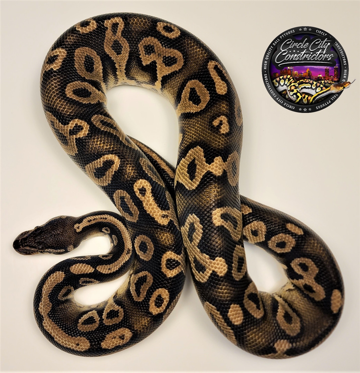 Black Head Asphalt Pastel Proven Breeder Male Ball Python by Circle ...