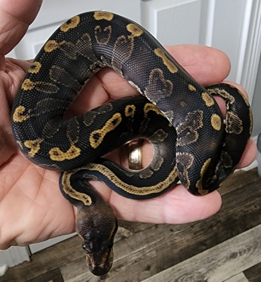 GHI Mahogany Ball Python by Circle City Constrictors