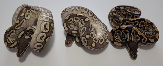 Lesser Hurricane Group Ball Python by Circle City Constrictors