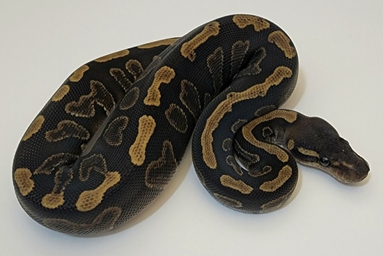GHI Mahogany Ball Python by Circle City Constrictors