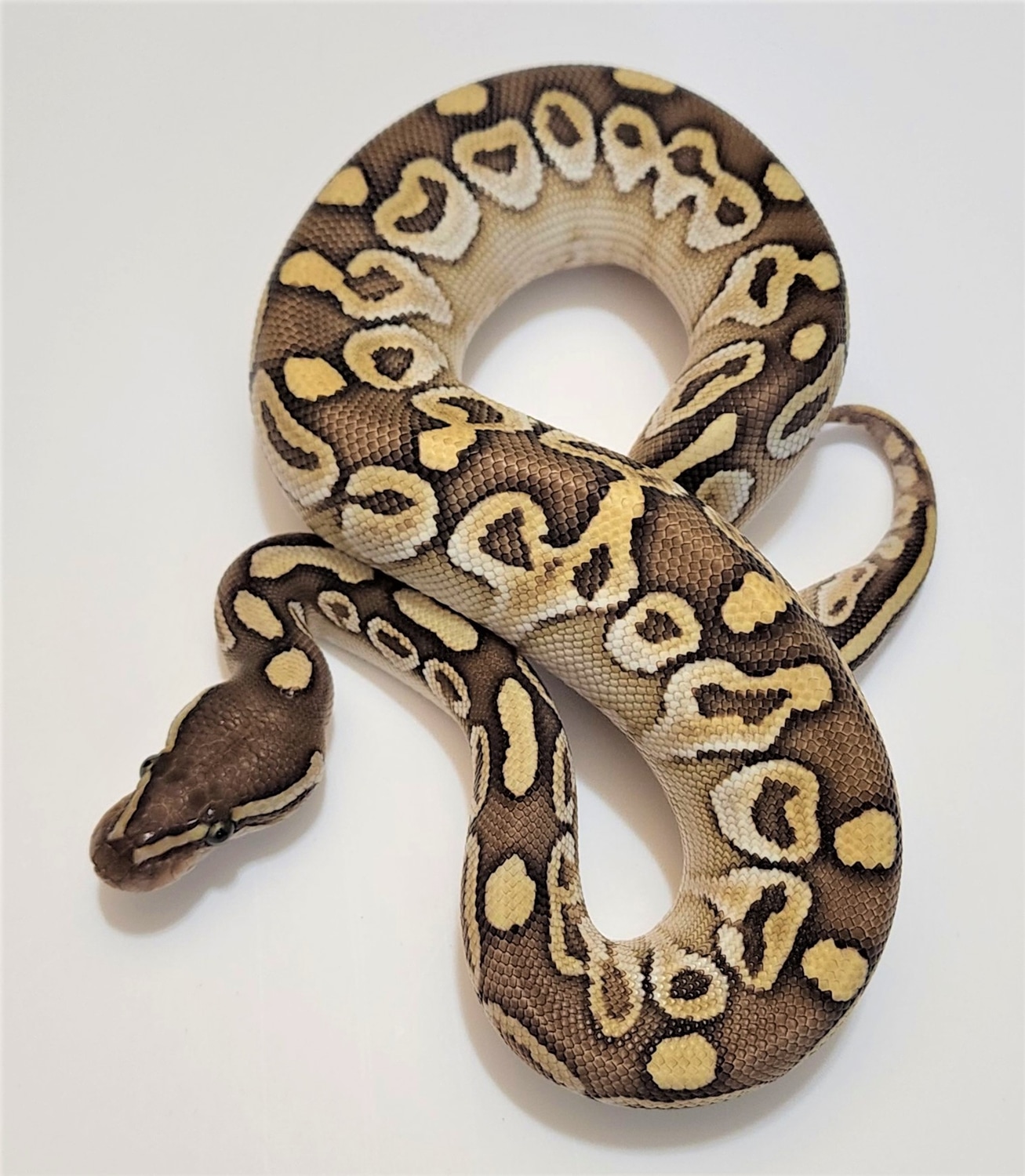 Lesser Hurricane Ball Python by Circle City Constrictors - MorphMarket