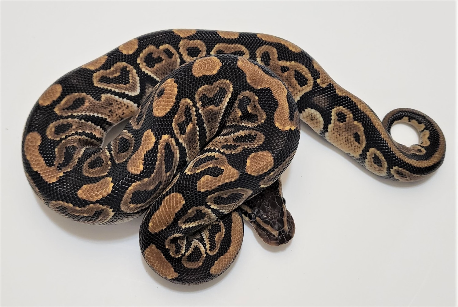 Hurricane Ball Python by Circle City Constrictors - MorphMarket