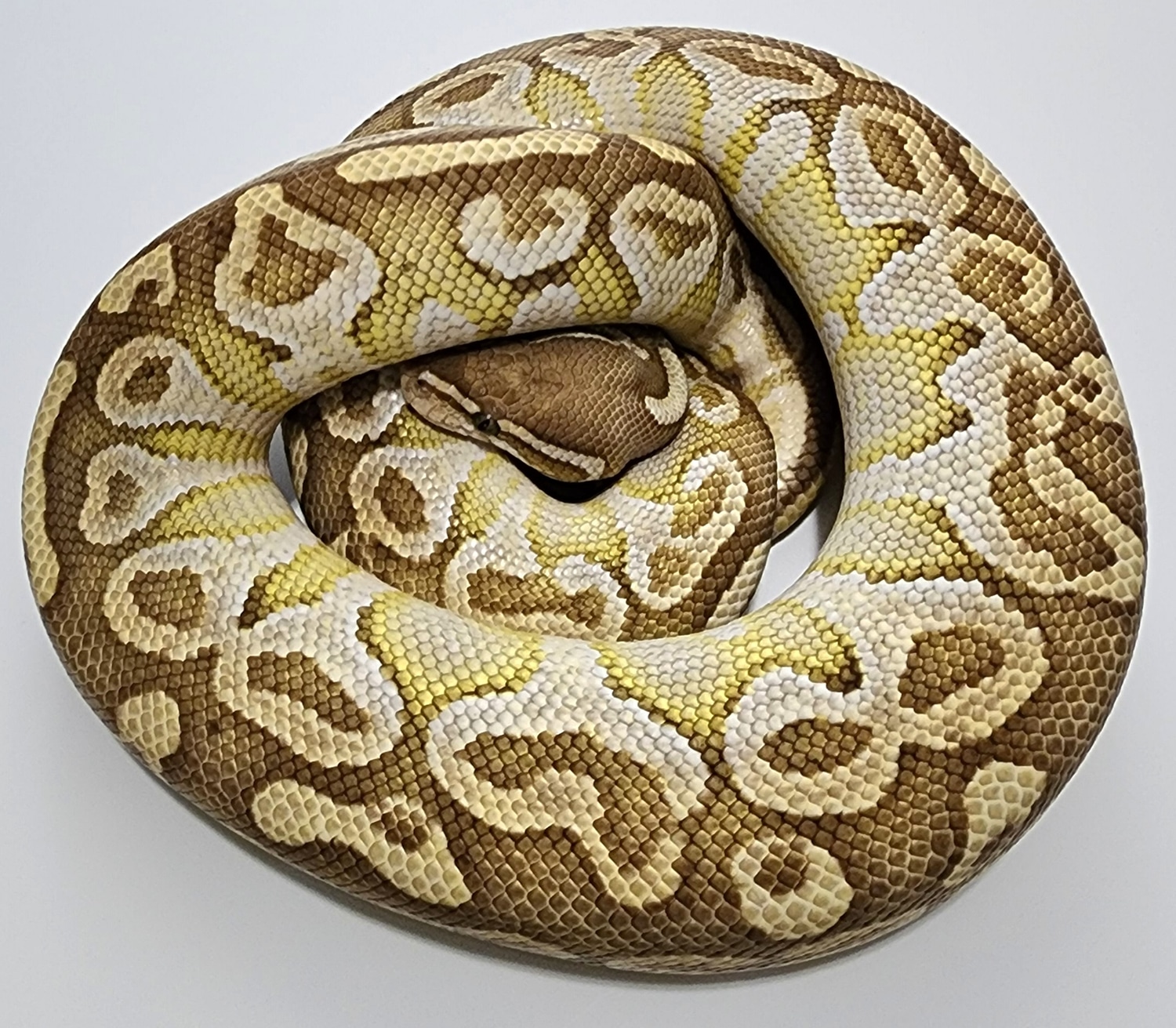 Hurricane Lesser Proven Breeder Male Ball Python by Circle City ...
