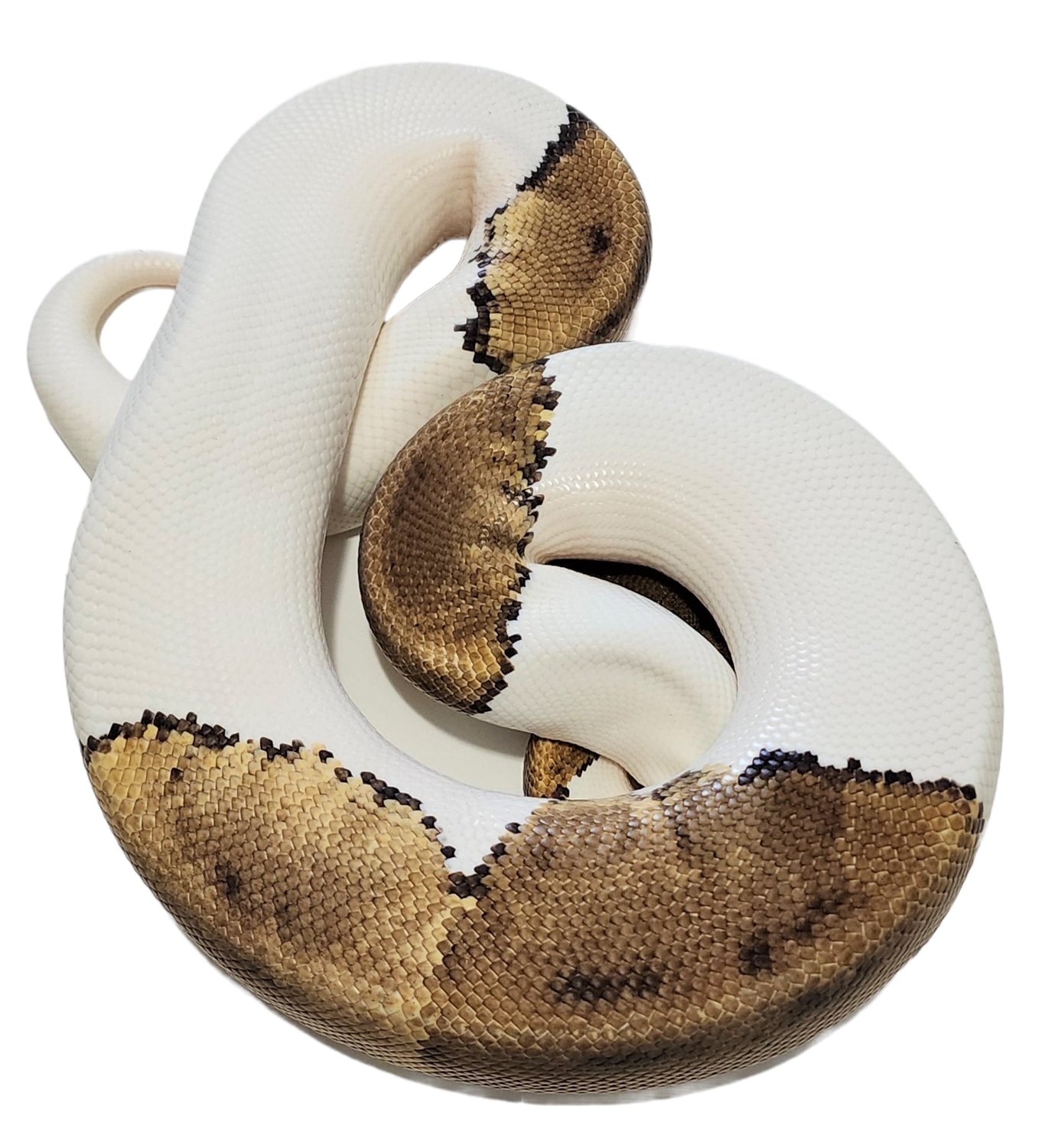 Mahogany Pied Proven Breeder Male Ball Python by Circle City ...