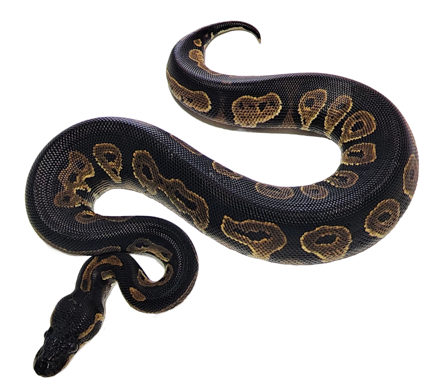 Super Black Head Ball Python by Circle City Constrictors - MorphMarket