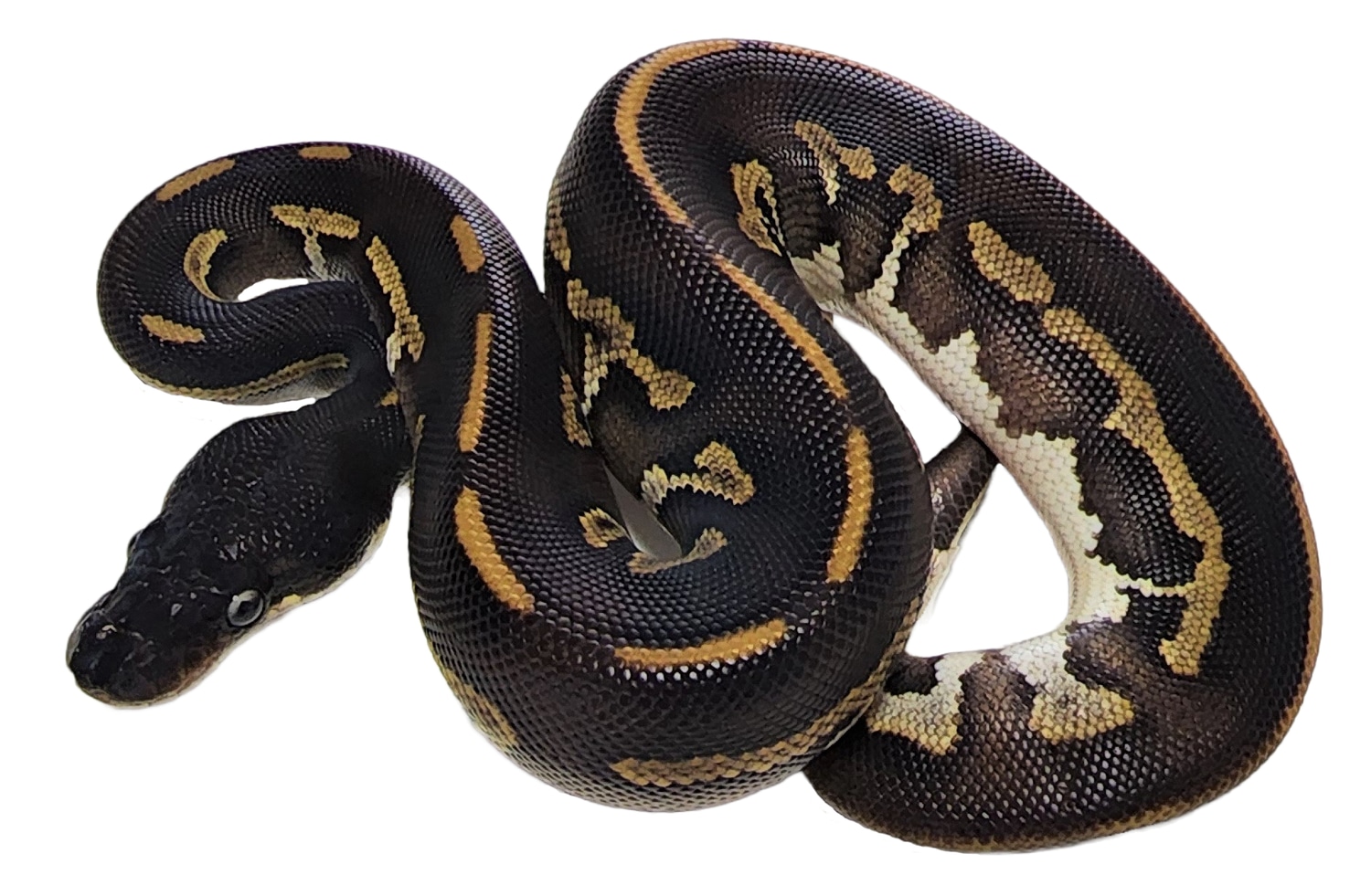 Black Head Leopard Mojave 50% Het Lavender 50% Het Pied Ball Python by Circle City Constrictors ...