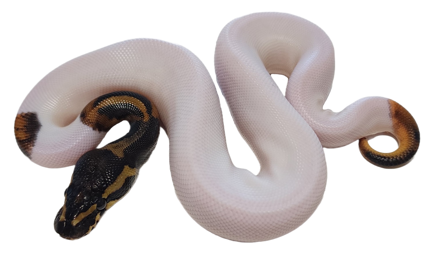 Leopard Pied Male 50% Het Lavender Ball Python by Circle City ...