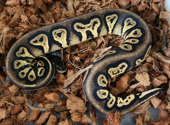 Super Black Head Pastel Het Hypo Pos Red Gene Ball Python by Circle ...