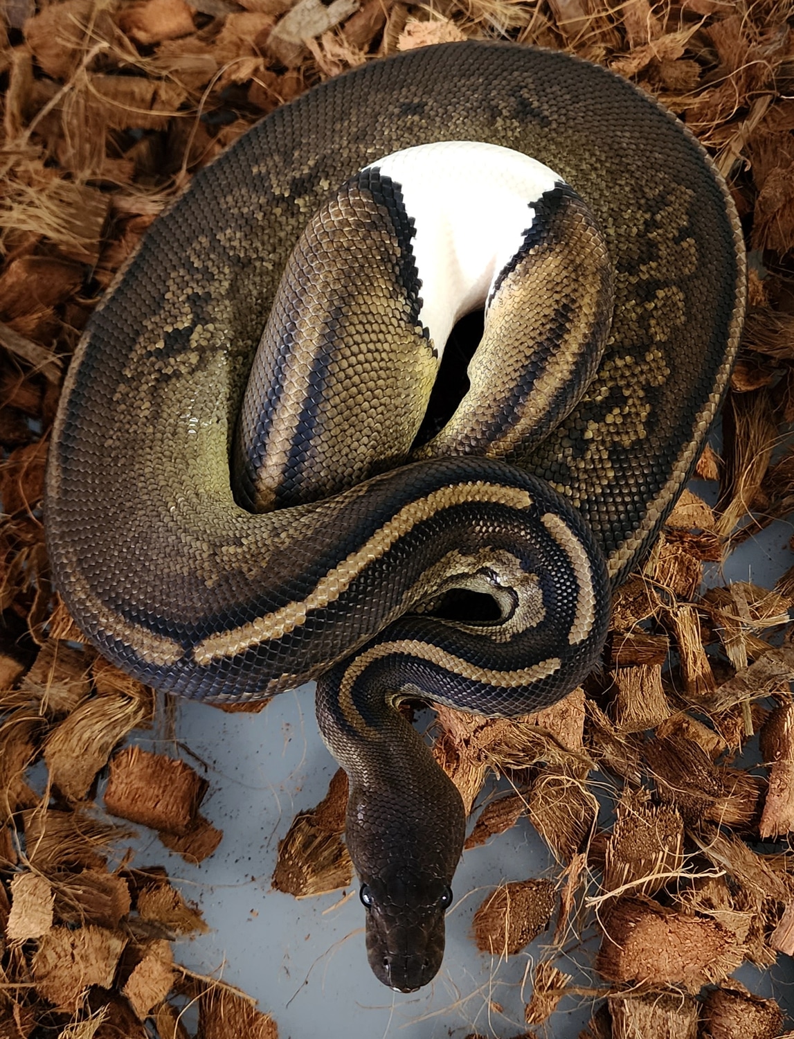 Cinnamon Mahogany Het Pied Ball Python by Circle City Constrictors ...