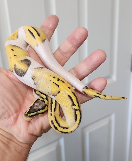 Desert Ghost Pastel Pied Pos Leopard Ball Python by Circle City ...