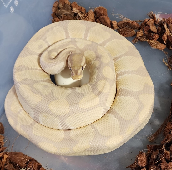 Lavender Female Proven RTB Ball Python by Circle City Constrictors