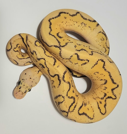 Pastel Freeway Clown 🤡 Ball Python by Circle City Constrictors