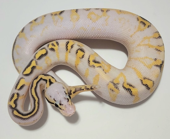 Super Pastel Freeway 66% Het Clown Ball Python by Circle City Constrictors