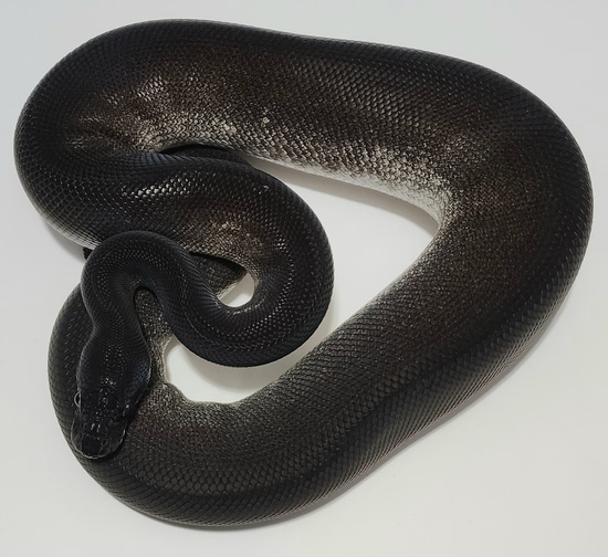 Super Black Head Leopard Mojave Pos Het Lavender Albino Ball Python by Circle City Constrictors